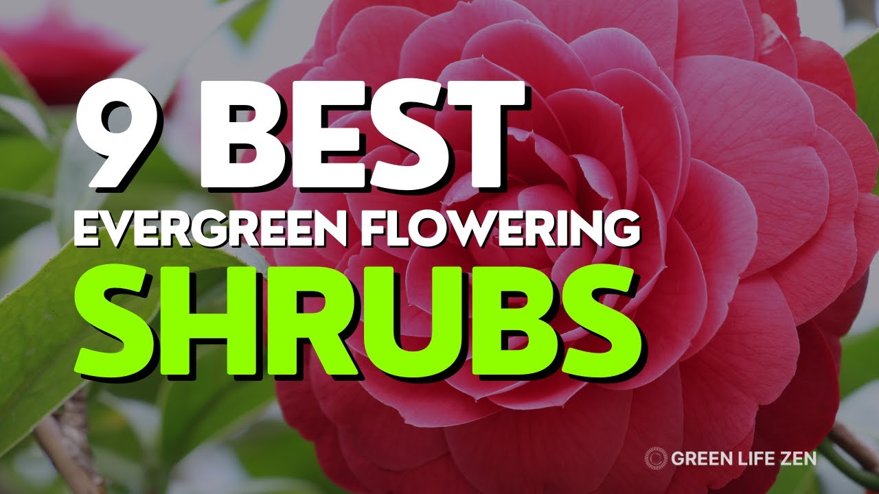 9 Best Evergreen Flowering Shrubs for Long-Lasting Blooms 🌺