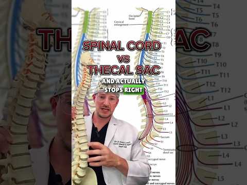 π πΌππ π±πΌπ»βπ πΈπ»πΌπ: Spinal Cord vs Thecal Sac