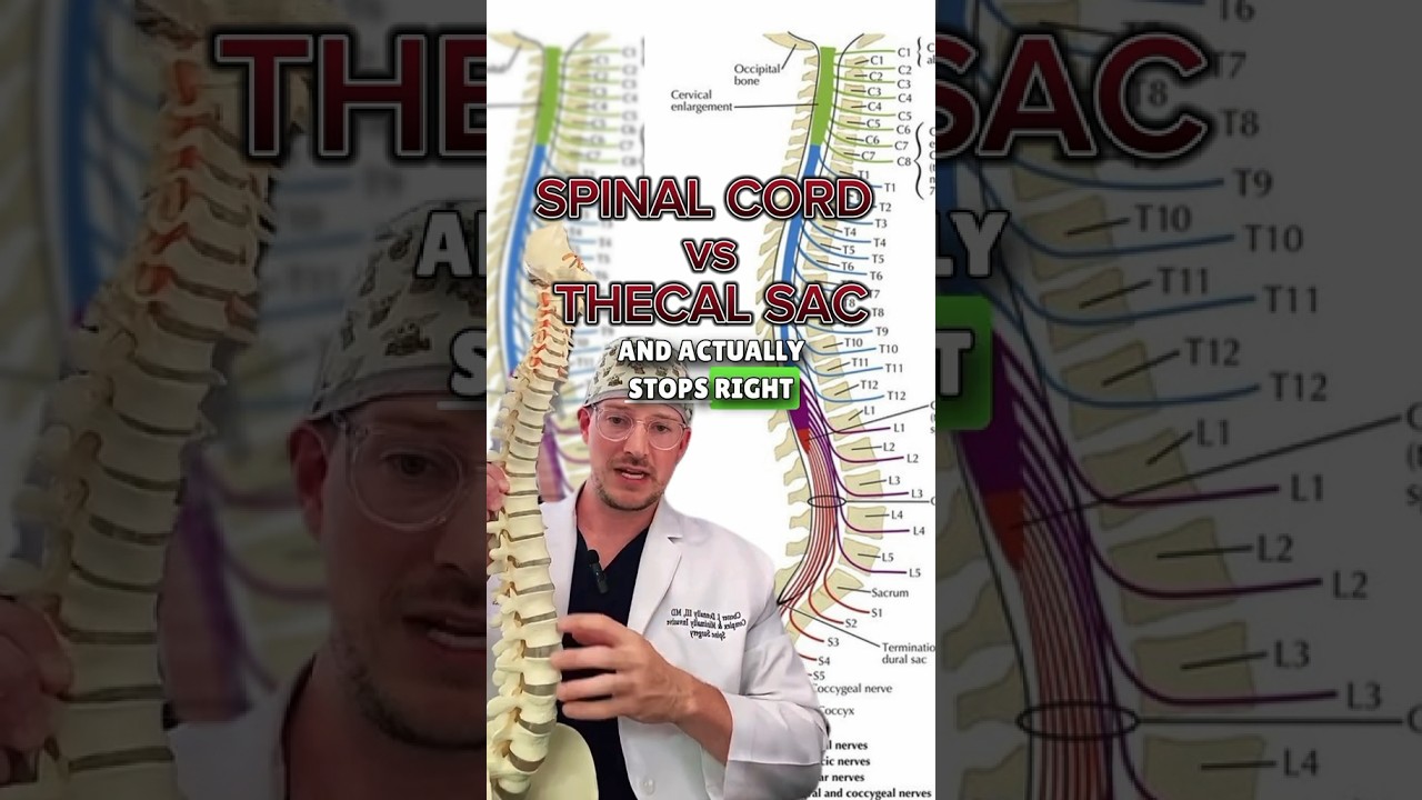 𝗠𝗼𝘀𝘁 𝗱𝗼𝗻’𝘁 𝗸𝗻𝗼𝘄: Spinal Cord vs Thecal Sac