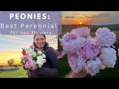 How to Grow Peonies for Profit | Essential Tips for Cut Flower Farmers