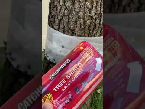 How to Get Rid of Spotted Lanternflies (The Easy Way)