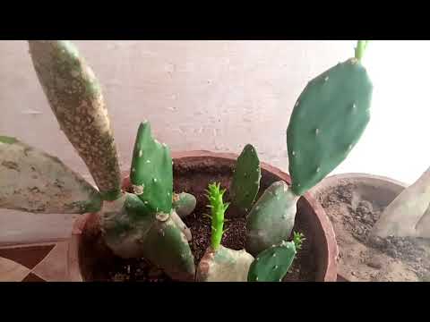 Seeds Germination prickly pear 🌵 Cactus information Urdu Hindi Video /MPC multi purpose channel