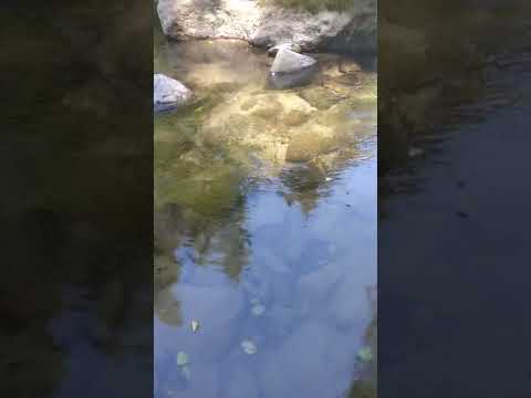 How to say "River" speaking indigenous Abenaki Language #wabanaki #river #abenaki #languageback