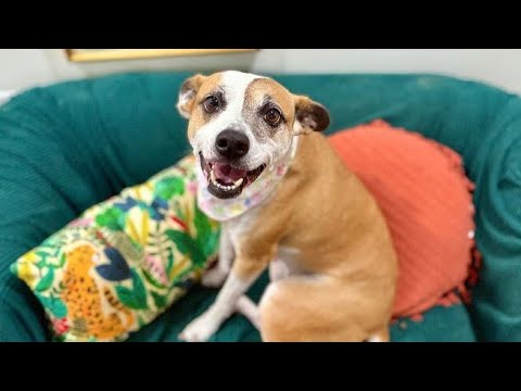 Dog for adoption - Bambi is ready to learn all the cool tricks!, a Jack ...