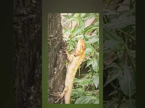 #lizard #reptilelife #goldenlizard #greatcrestednewt #reptile #monitorlizard