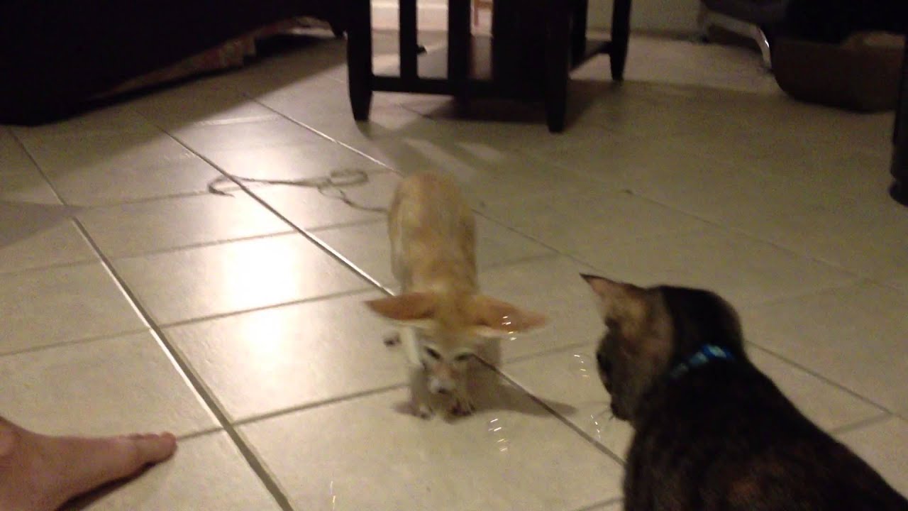 Lily plays with Bubbles