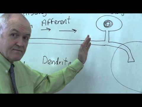 Sensory neurons