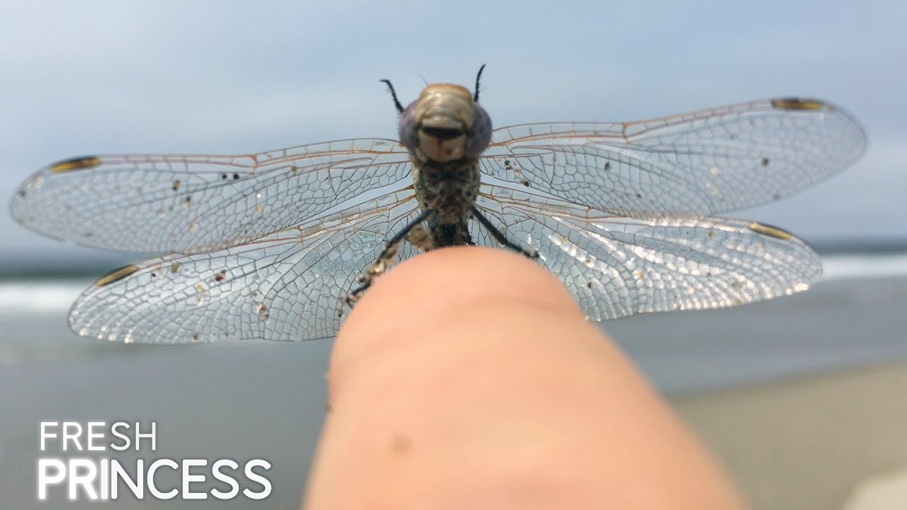TAMING the DRAGON [Fly]!  |  Fresh P