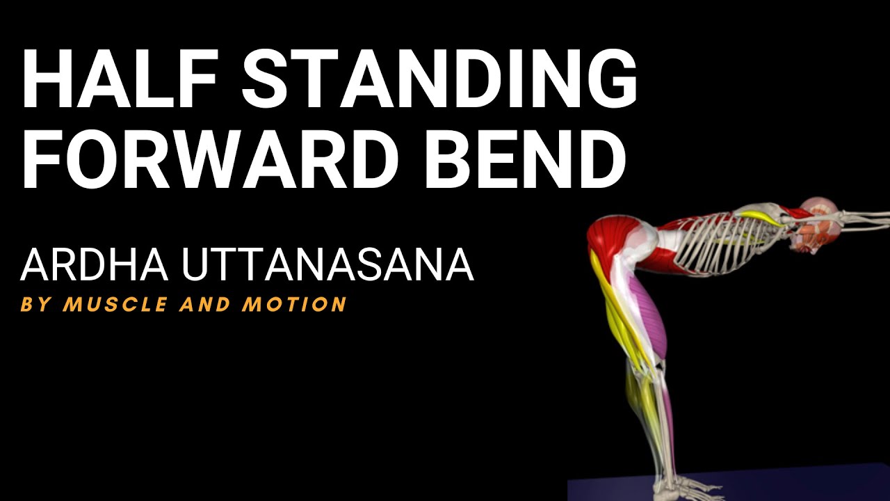 Half Standing Forward Bend (Ardha Uttanasana) - Yoga Pose Tutorial by Muscle and Motion