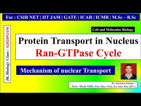Protein transport in nucleus | Ran-GTPase Cycle | Mechanism of Nuclear transport