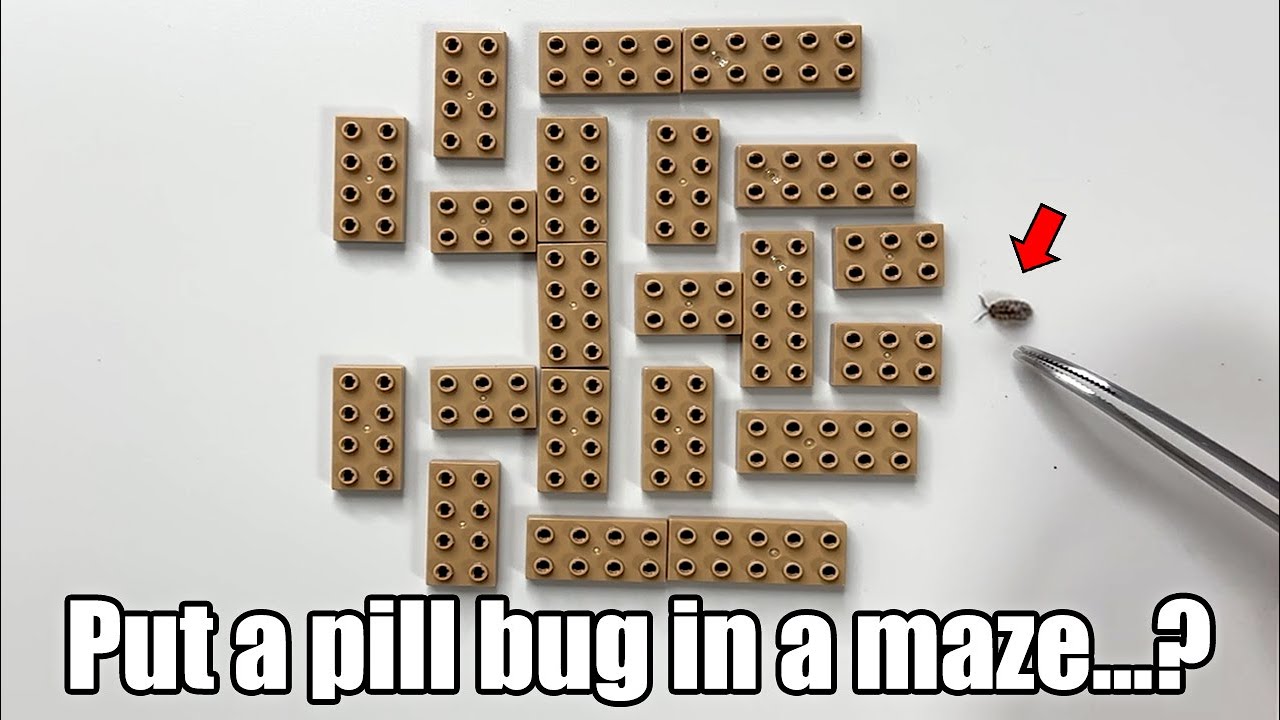 Pill Bugs Are Actually Crustaceans!?