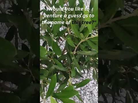Guess' 👏 name of this tree
