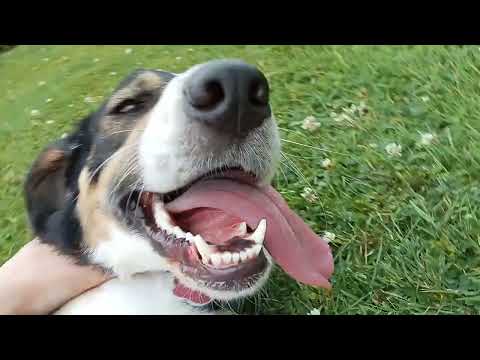 Intro of Buddy, Another Doge!!!