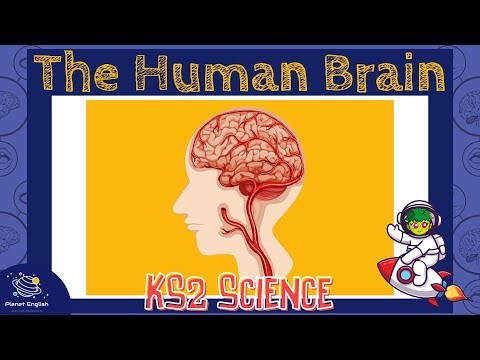 The Brain | KS2 Science | STEM and Beyond