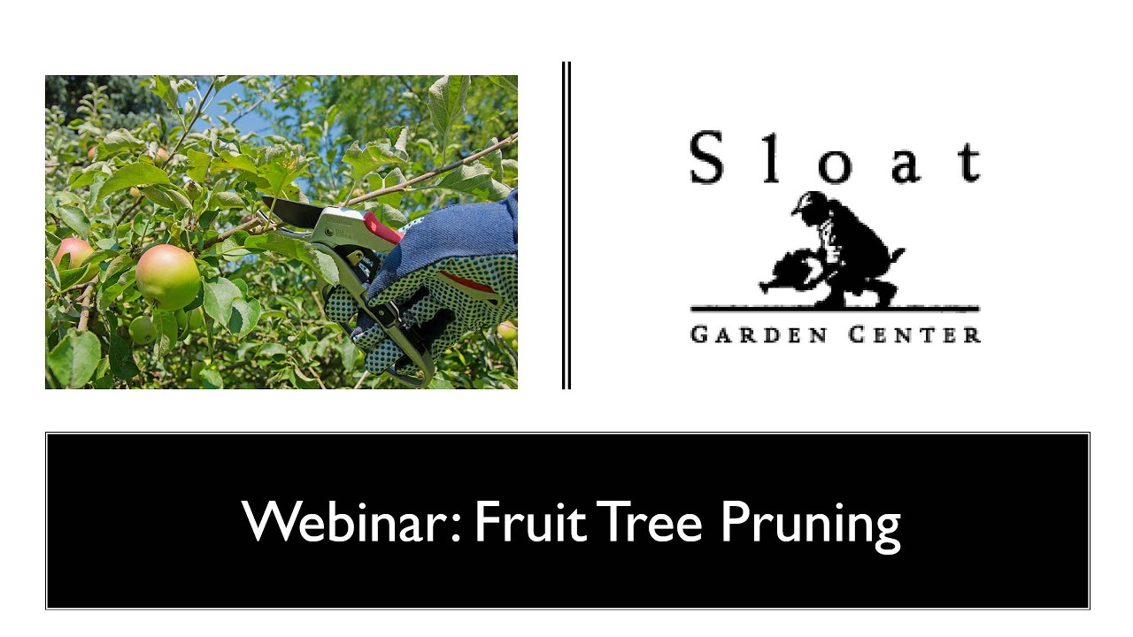 Webinar: Fruit Tree Pruning