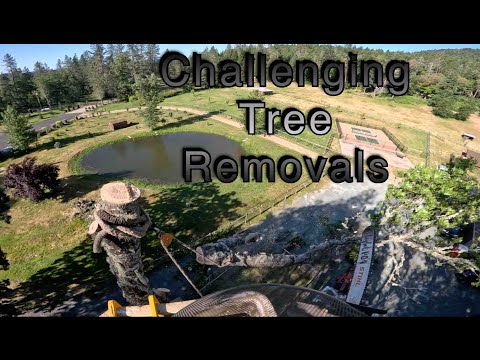 Big Oak Goes Through Metal Roof (plus other cool tree work)