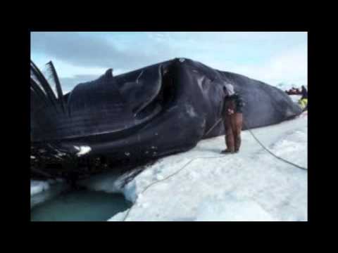 The Marine Mammal Protection Act: Save the Mammals of the Sea!