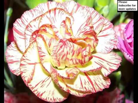 Carnation Striped | Collection Of Pictures Of Flowers
