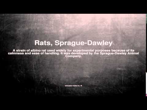 Medical vocabulary: What does Rats, Sprague-Dawley mean