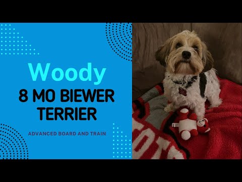 Woody's Training Journey | 8 Month Old Biewer Terrier | Small Dog Training | Obedience Training