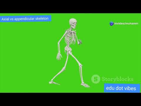 Axial vs appendicular skeleton! What's the difference #medicalstudent