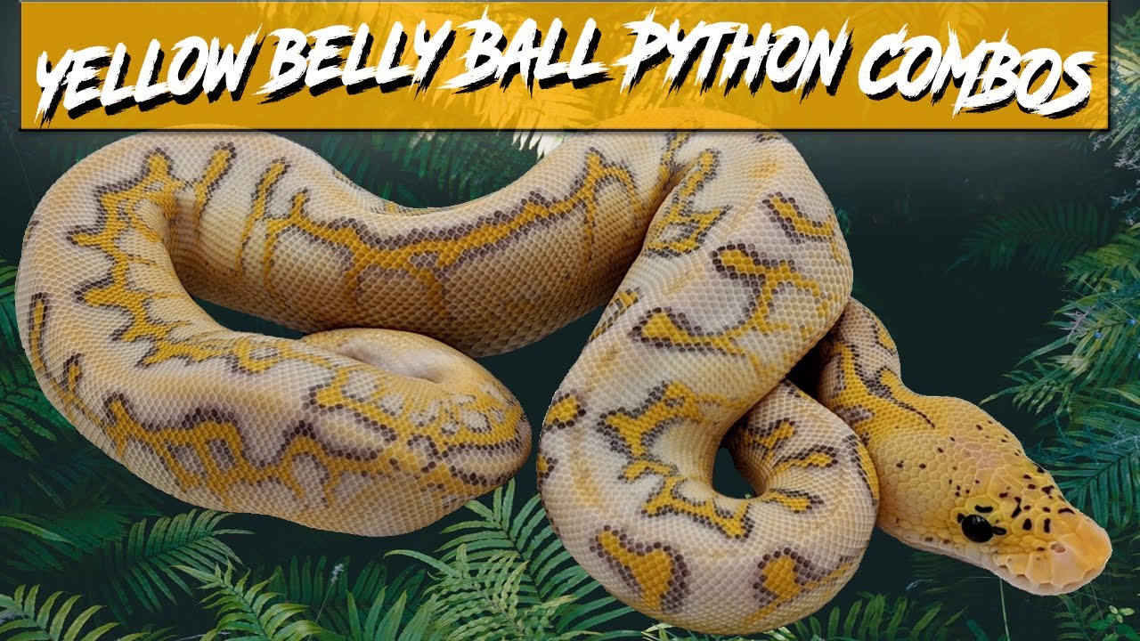 Yellow Belly Ball Python Morph Combos | Jack's Reptiles