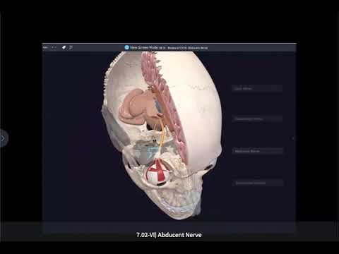 Abducent Nerve