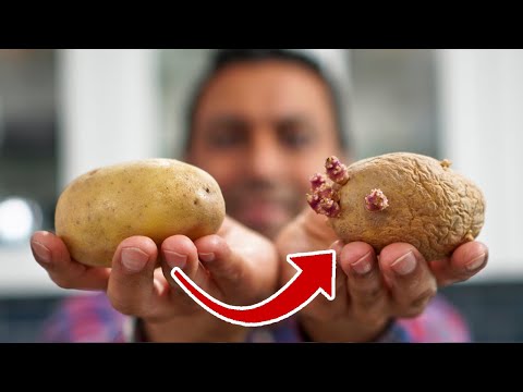 Make Your Own Seed Potatoes from Grocery Store Potatoes
