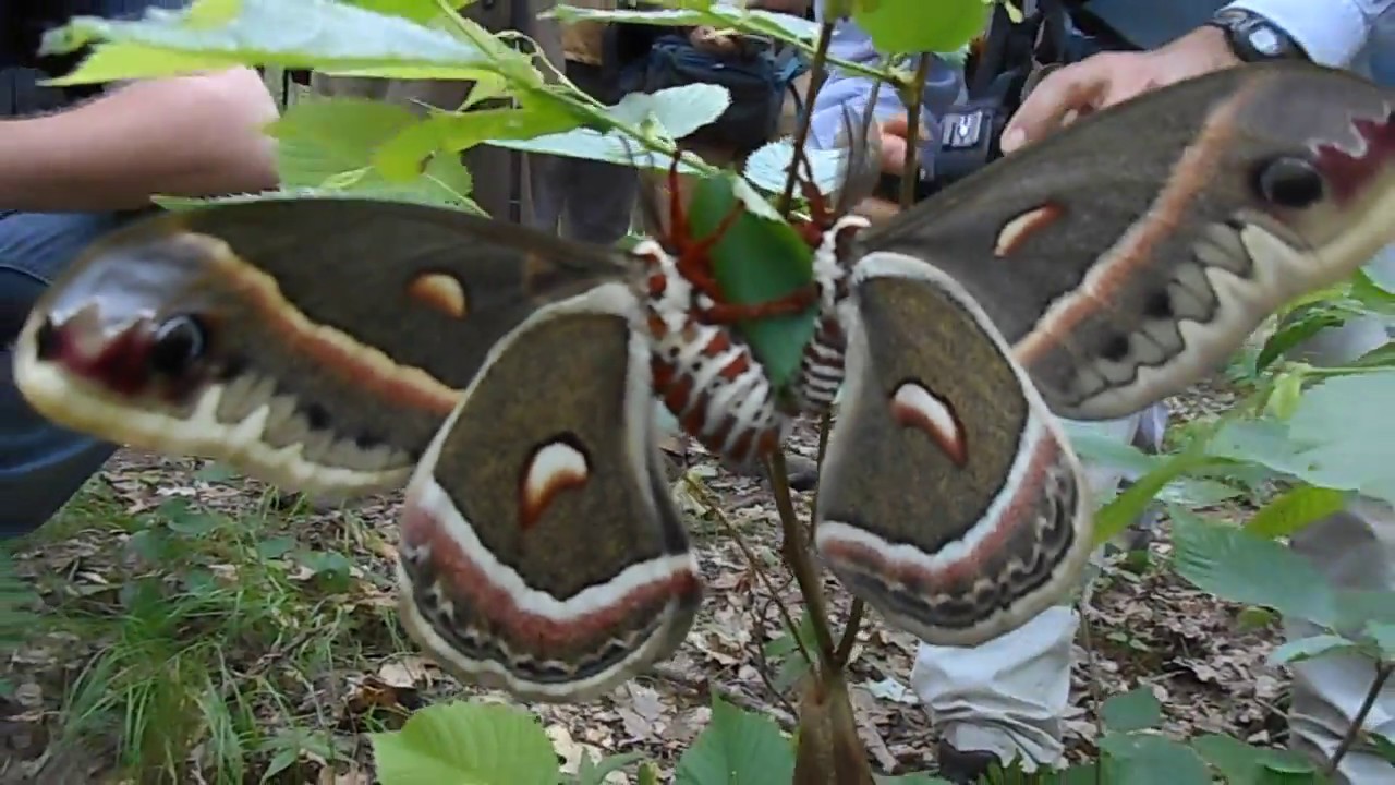 Giant Cecropia Moths mating