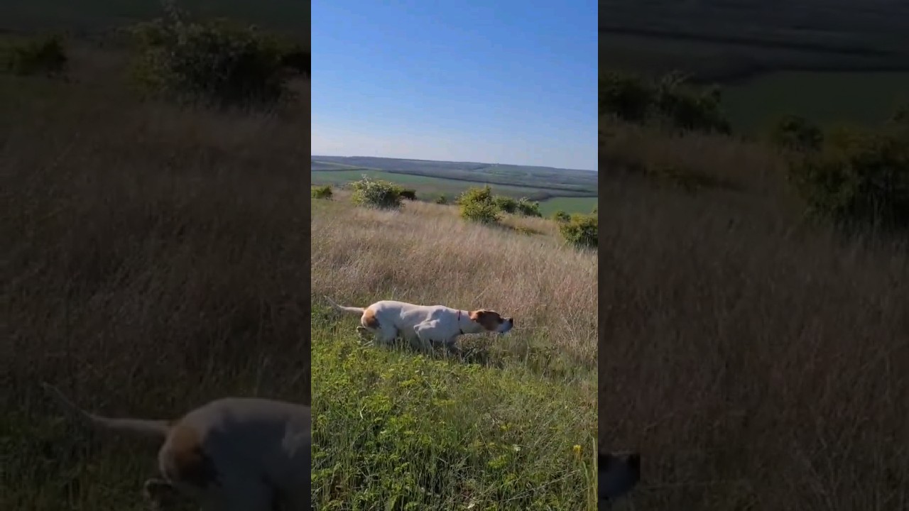 English Pointer Dog #shorts #shortvideo #youtubeshorts #ytshorts #viral