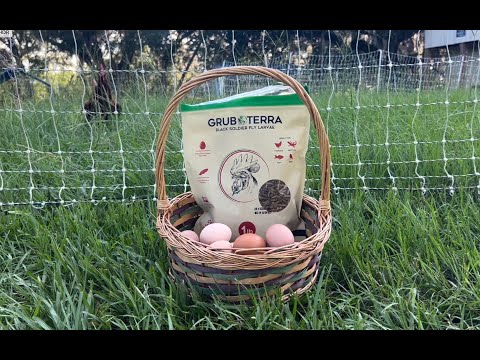 S6E2 Review: GRUBTERRA Black Soldier Fly Larvae - Let's Check It Out!