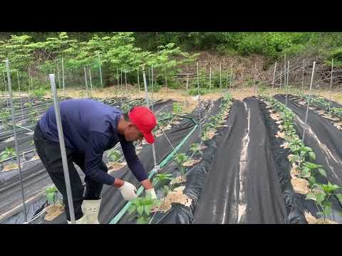 Plastic mulching technology ll Chilly cultivation ll KN Krishi Nepal