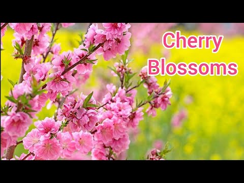 Cherry blossoms | Sakura flowers | Beautiful cherry blossoms flower photos