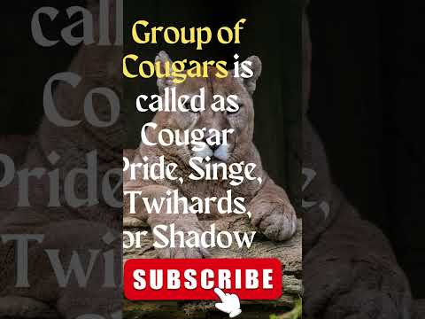 What is a Group of Cougar Or Puma called? #shorts #youtubeshorts #shortsvideo