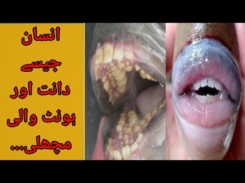 Fish With Human Like Lips And Teeth | Viral Video Of Fish With Large Lips And Teeth | Trigger Fish