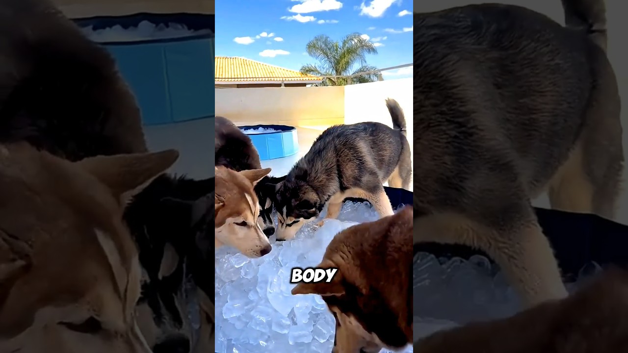 Why is this person giving ice instead of water?😳 #didyouknow