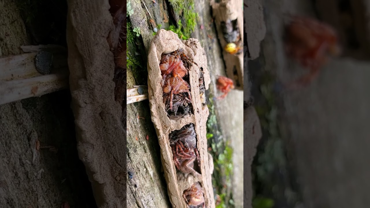 This Creature Feasts on Living Spider Flesh! 🕷