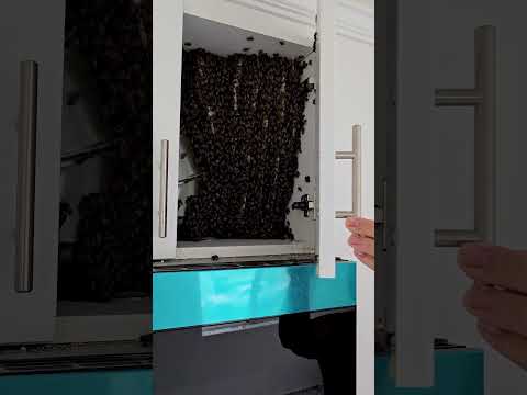Honey Right From The Kitchen Cabinet! Literally… | #honeycomb #beehive #shorts