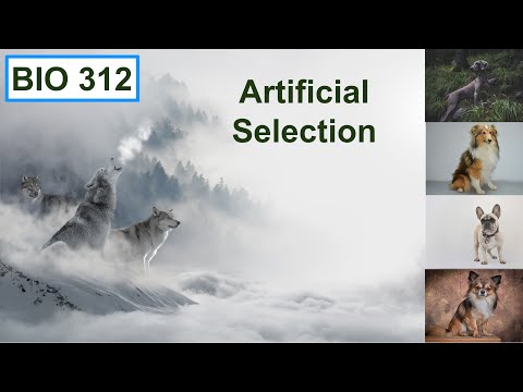 Artificial selection as evidence for evolutionary biology