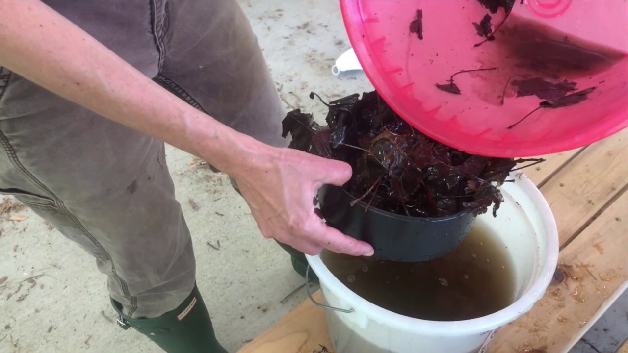 Leaf Pack Methods: Processing the Leaf Packs