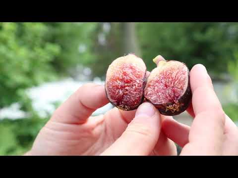 Violette de Bordeaux: The Standard of all Fig Varieties