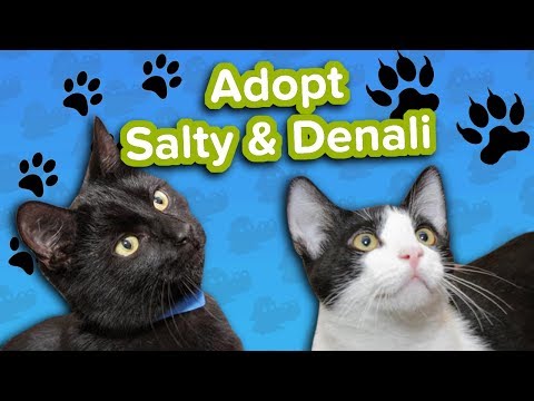 Adopt Denali and Salty SPCA // Adoptable Featurette
