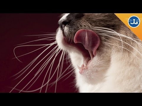How Diet Affects Your Cat