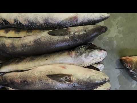 Freshwater Fishes - Wholesale Price & Mandi Rate for Freshwater Fishes ...