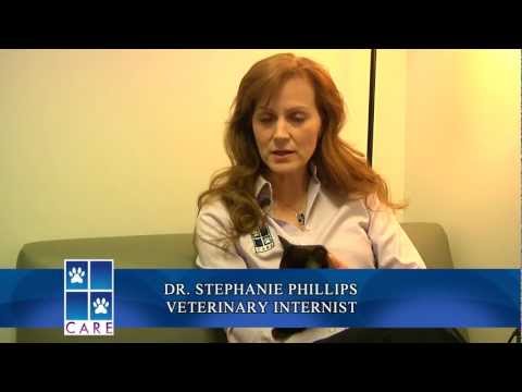 Crossroads Animal Referral & Emergency (CARE)