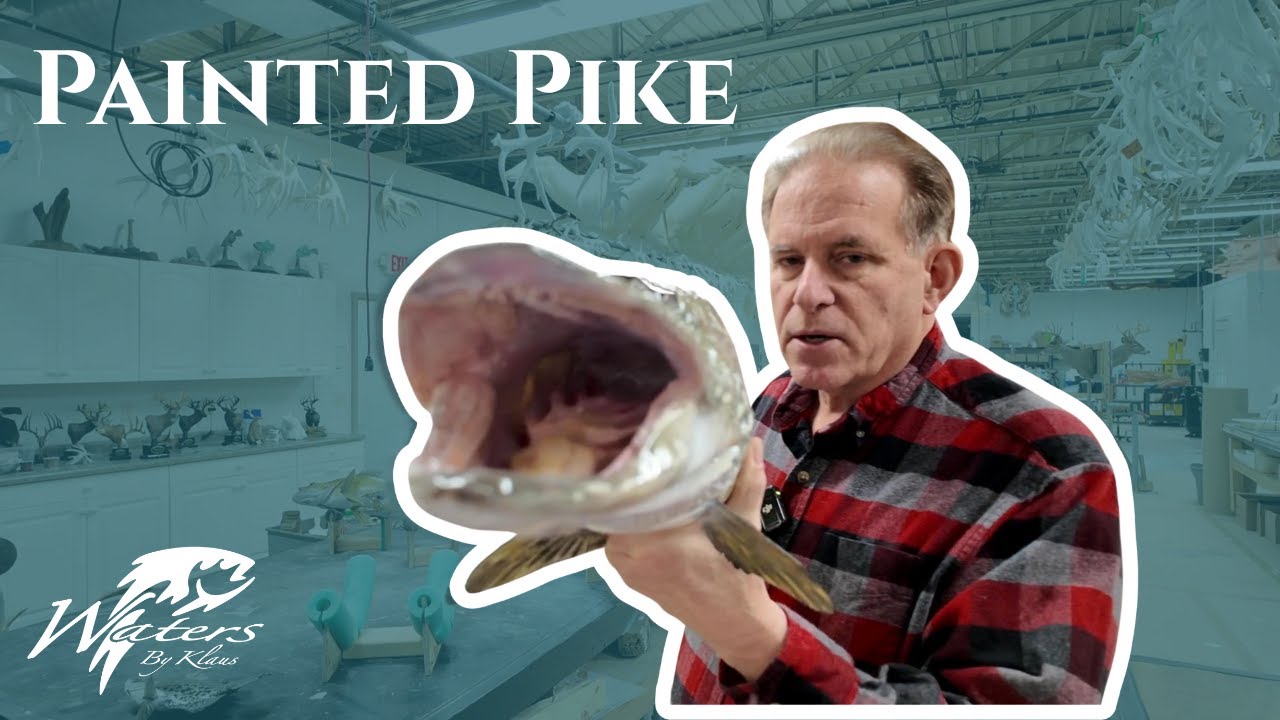 Painted Northern Pike | Finished Taxidermy | Waters by Klaus Fish Replicas