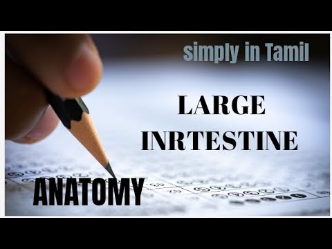 Large intestine | Caecum | Detailed explanation in Tamil