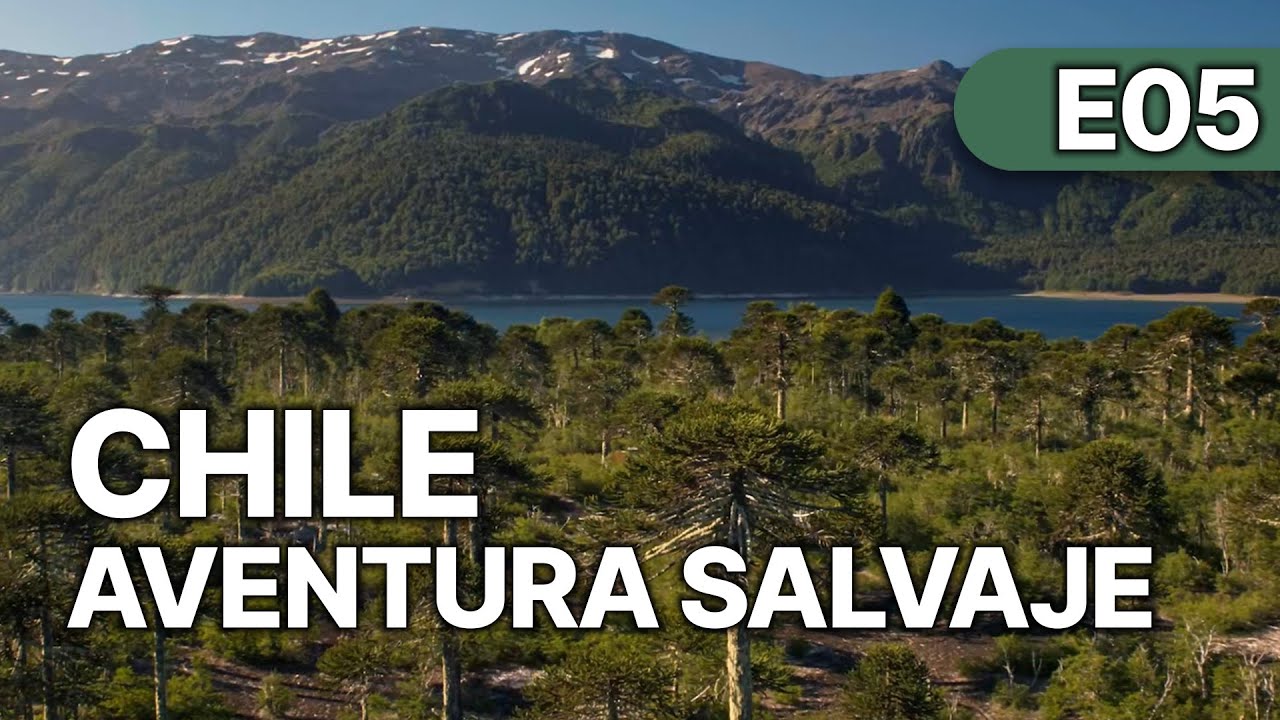 Chile - Un Viaje Salvaje - EP 5 | Explorando la Fauna de Chile
