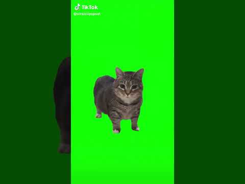 Shorts de un gato girando y el gato queda como wtf