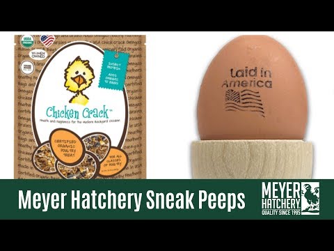 Meyer Hatchery Summer Sneak Peeps!